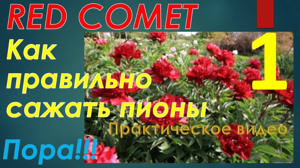 Как правильно сажать пионы. Часть 1-я