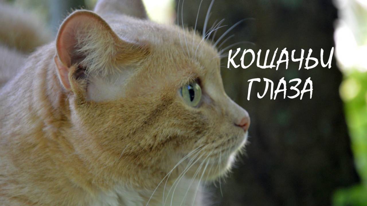 Кошачьи глаза🎵😼