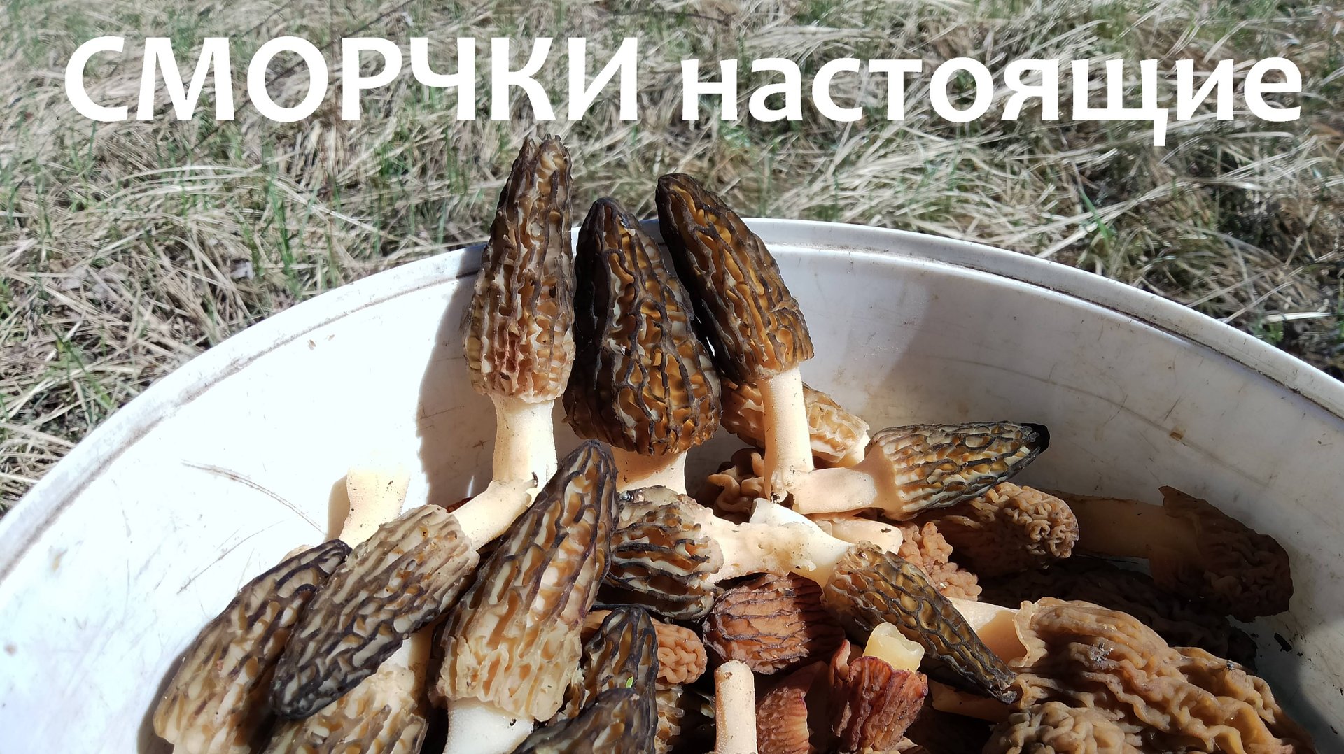 СМОРЧКИ Настоящие, пойди найди