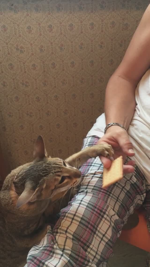 Зерновая кошка