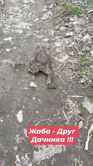 Жаба - помощник дачника!