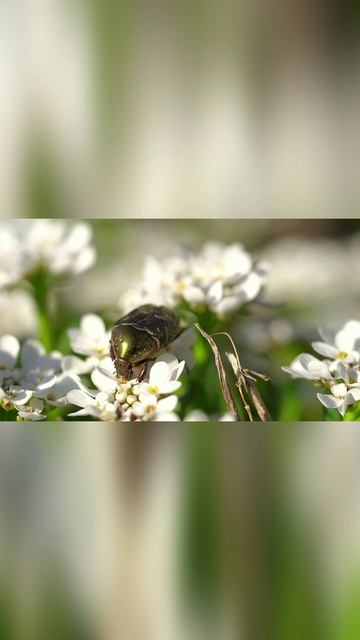 Музыкальное поздравление с Первомаем