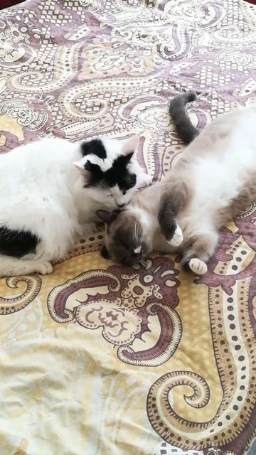 Тундра и Арктика ласкаются на диване