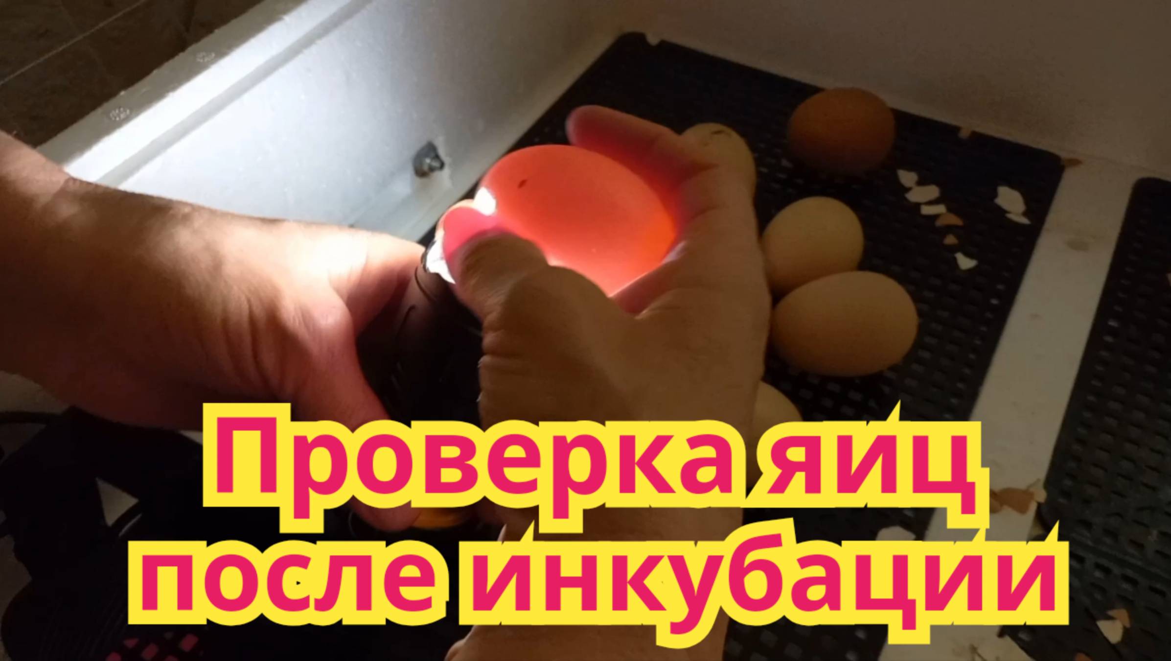 Как я, проверяю не вылупившиеся яйца ,после инкубации.