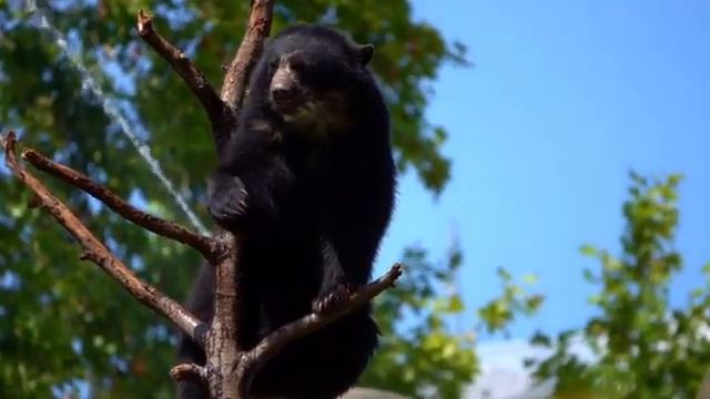 Музыка избавляют от беспокойства, Волшебной медитации для сна слушать