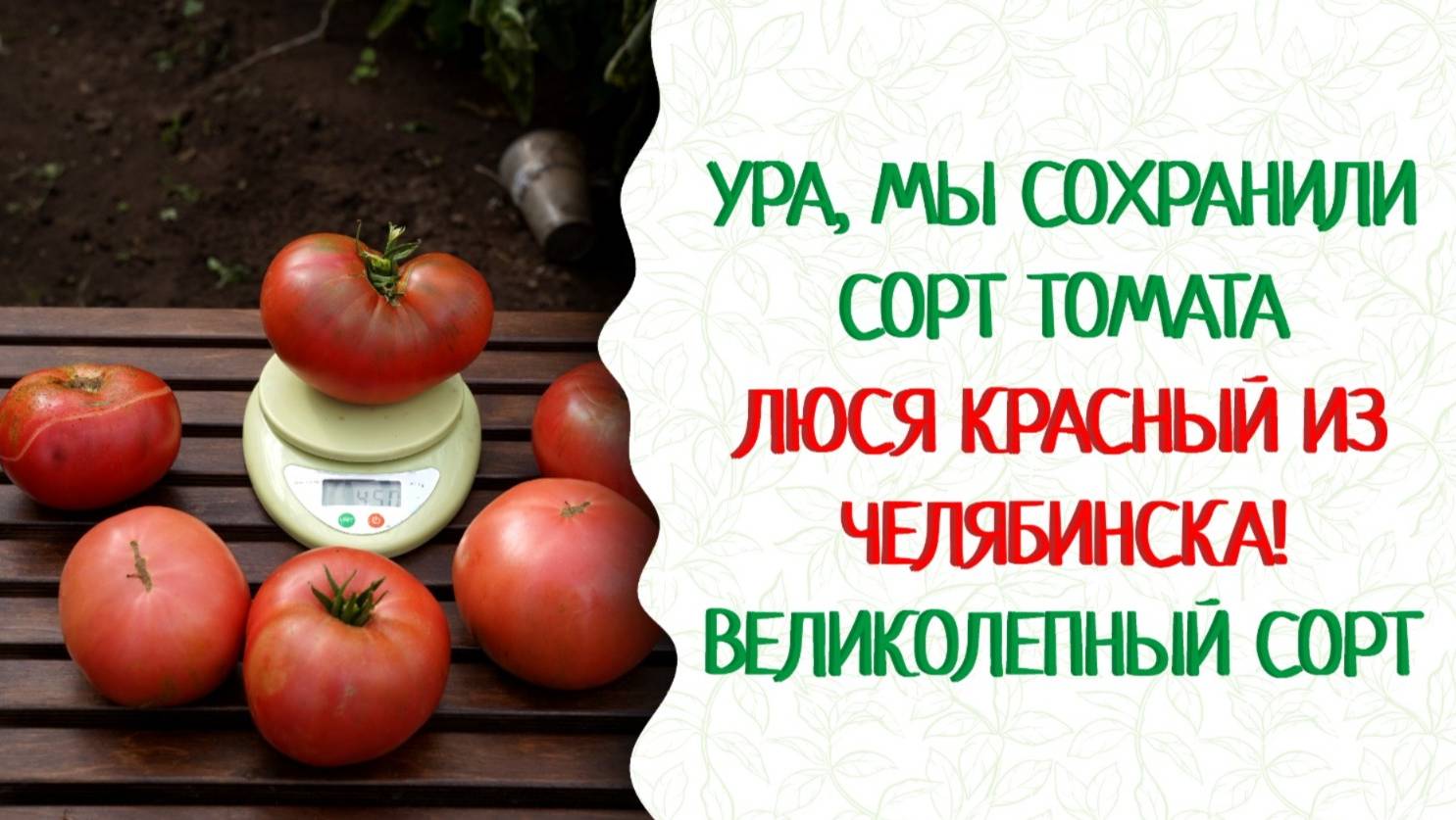 Вкусный, неприхотливый, урожайный сорт томатов Люся Красный. Смотри видео!
