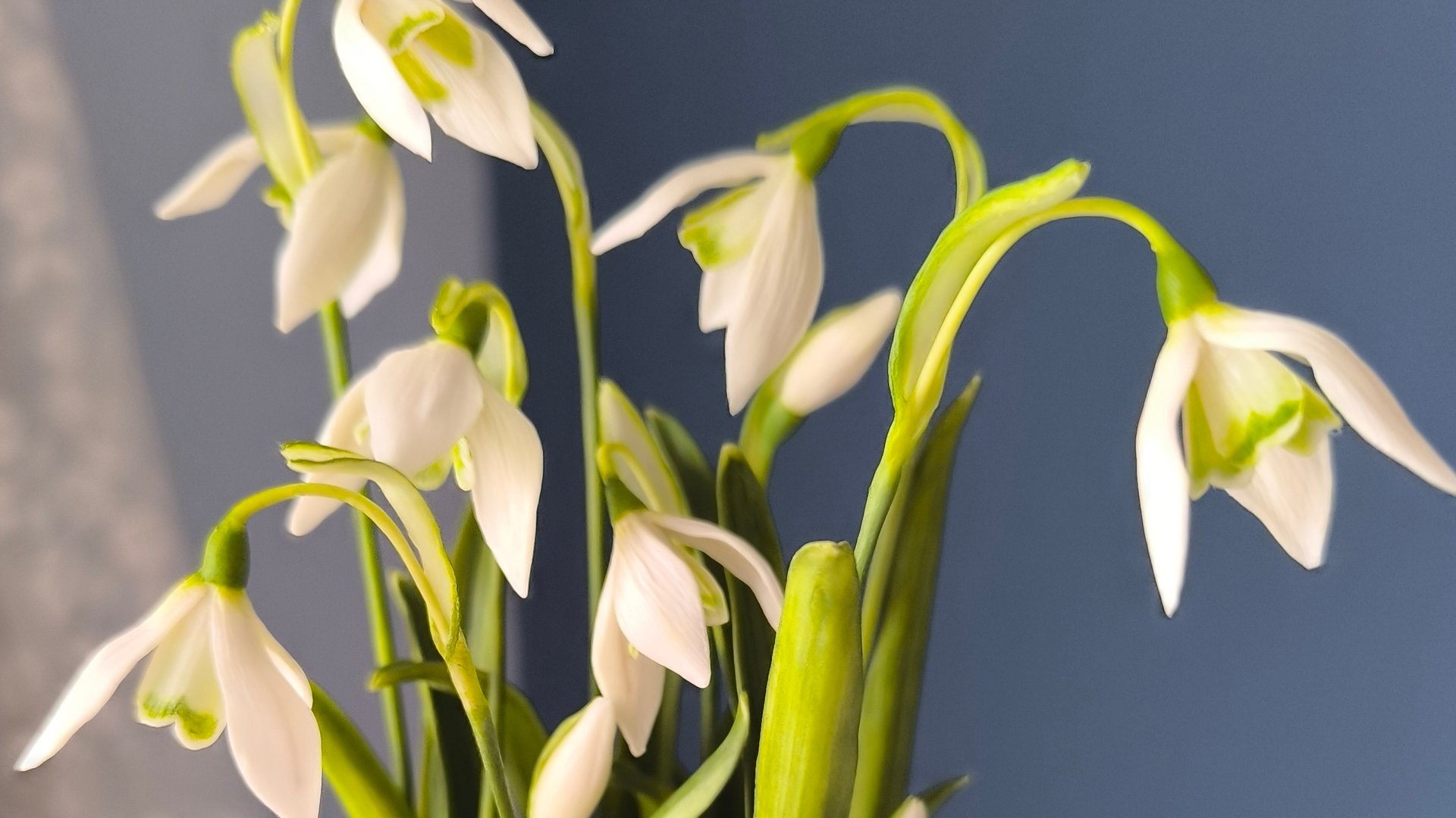 Подснежники из холодного фарфора, мои работы (Мурзилкина Ольга)