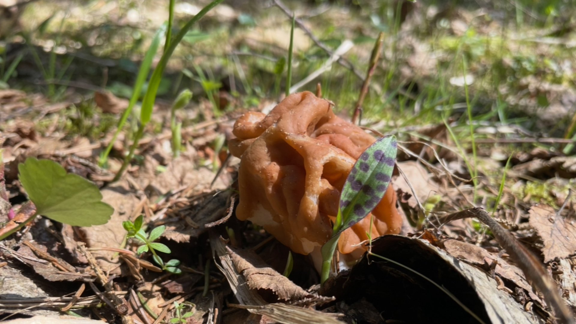 Тихая охота в апреле | Открыли сезон грибов - собираем первые строчки