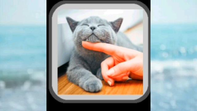 АСМР Мурчание и звуки Кошек #5 / Звуки для расслабления, сна и релаксации/ дыхание кошек и звук