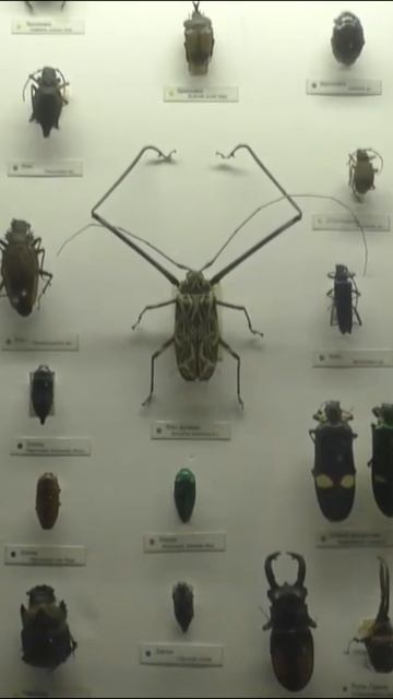 Дарвиновский музей, 2 часть (Москва, Россия) / Клуб путешественников 2019 год