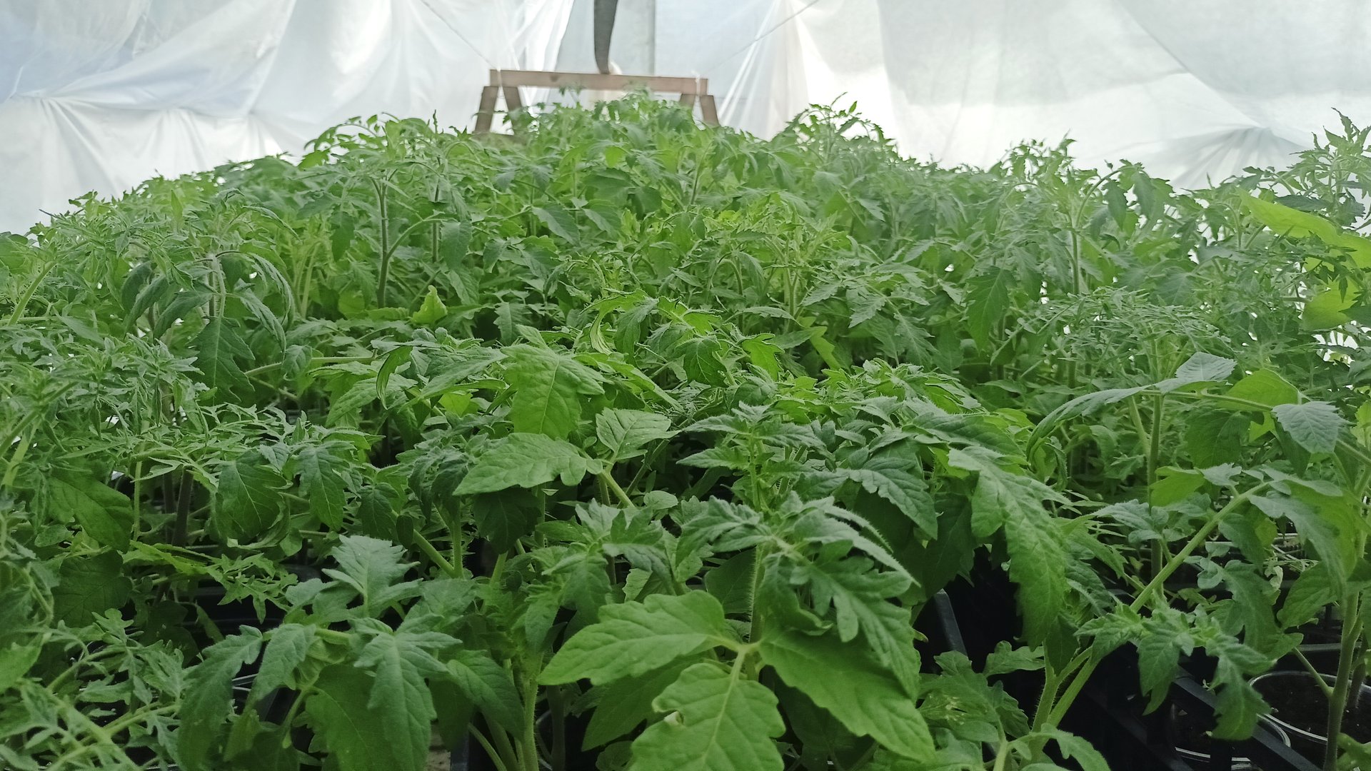 Рассада томатов 30 апреля