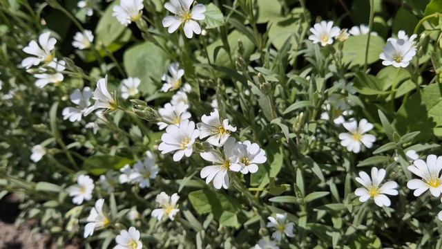 Моя дача сегодня. 30 апреля.