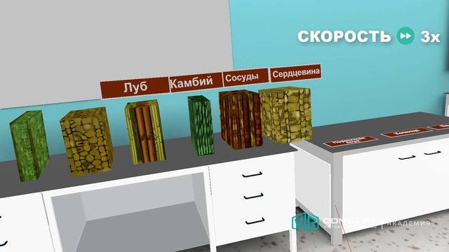 Строение стебля. Типы стебля