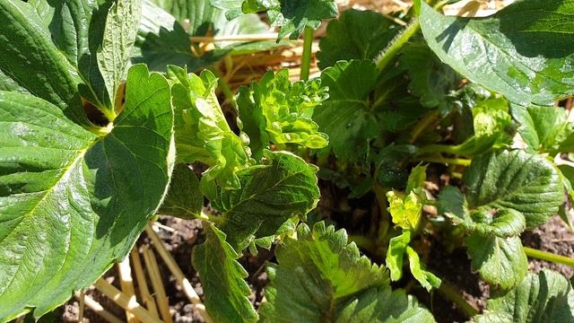 Клубника. Главные Вредители Долгоносик и Клещ. Распознаем и ликвидируем.