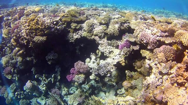 Коралловый риф отеля "Faraana Reef Resort".