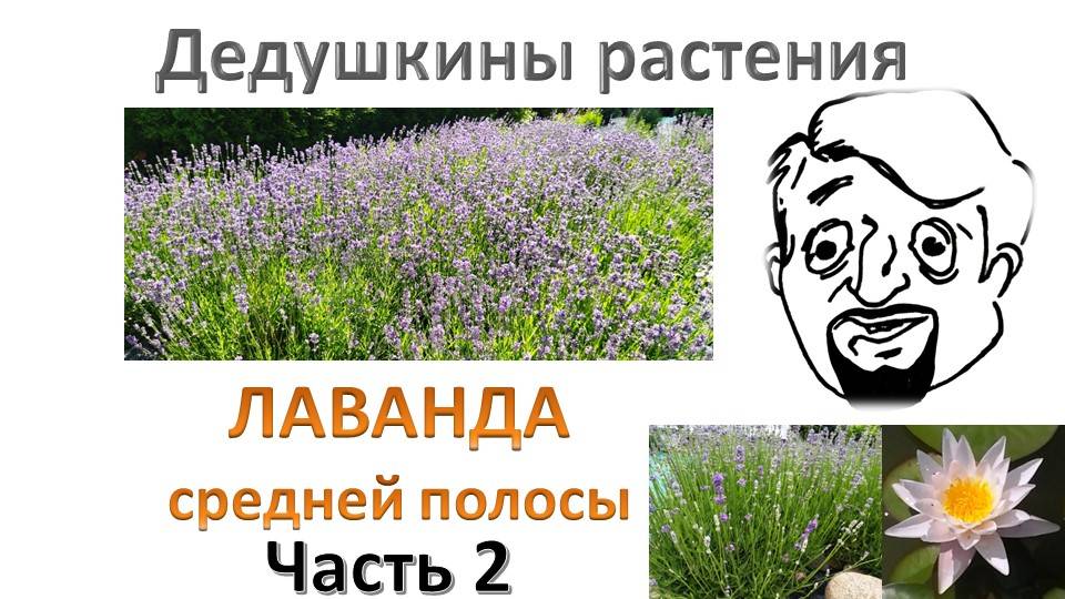 Дедушкины растения
