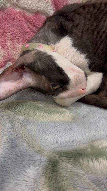 Большой брат наблюдает за тобой!