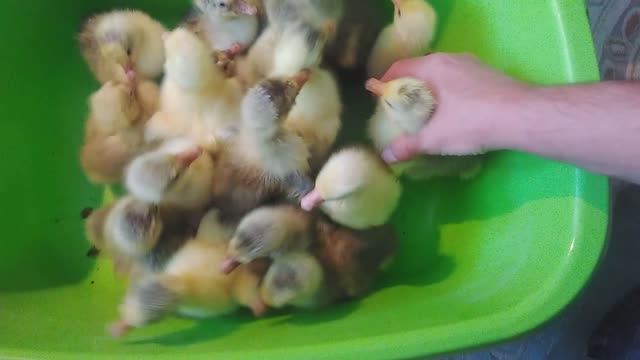 Итоги инкубирования