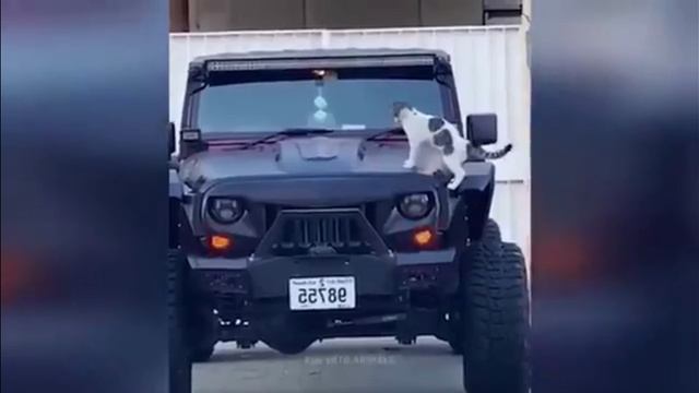 Самые смешные животные Лучшие Приколы с котами и собаками 2024