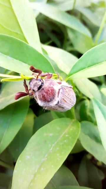 майский жук