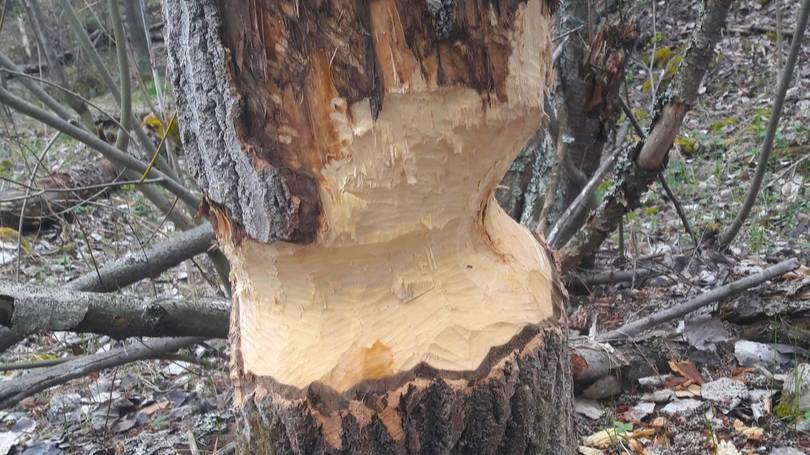 ОХОТА НА РЕЧНОГО БОБРА. ПОЛЕВЫЕ ИСПЫТАНИЯ КАПКАНА УРАЛ № 3 ТАРЕЛОЧНОГО ДЕЙСТВИЯ.