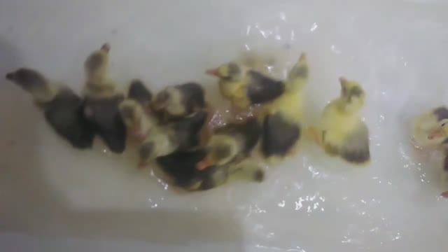 Водные процедуры