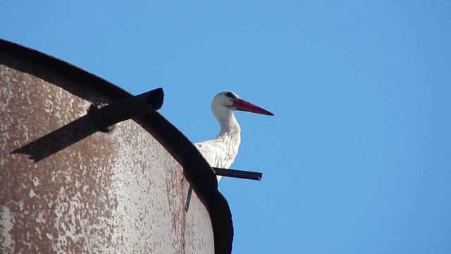 Аист молодой