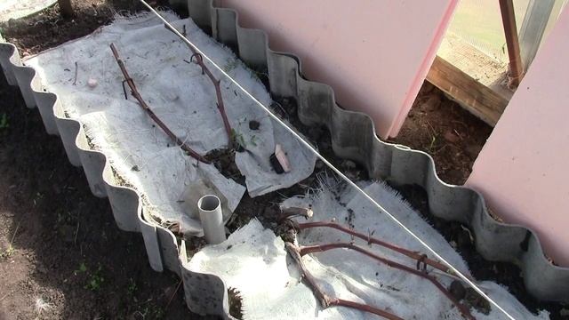 Муромцево 30 апреля 2025 г Краткий обзор виноградника