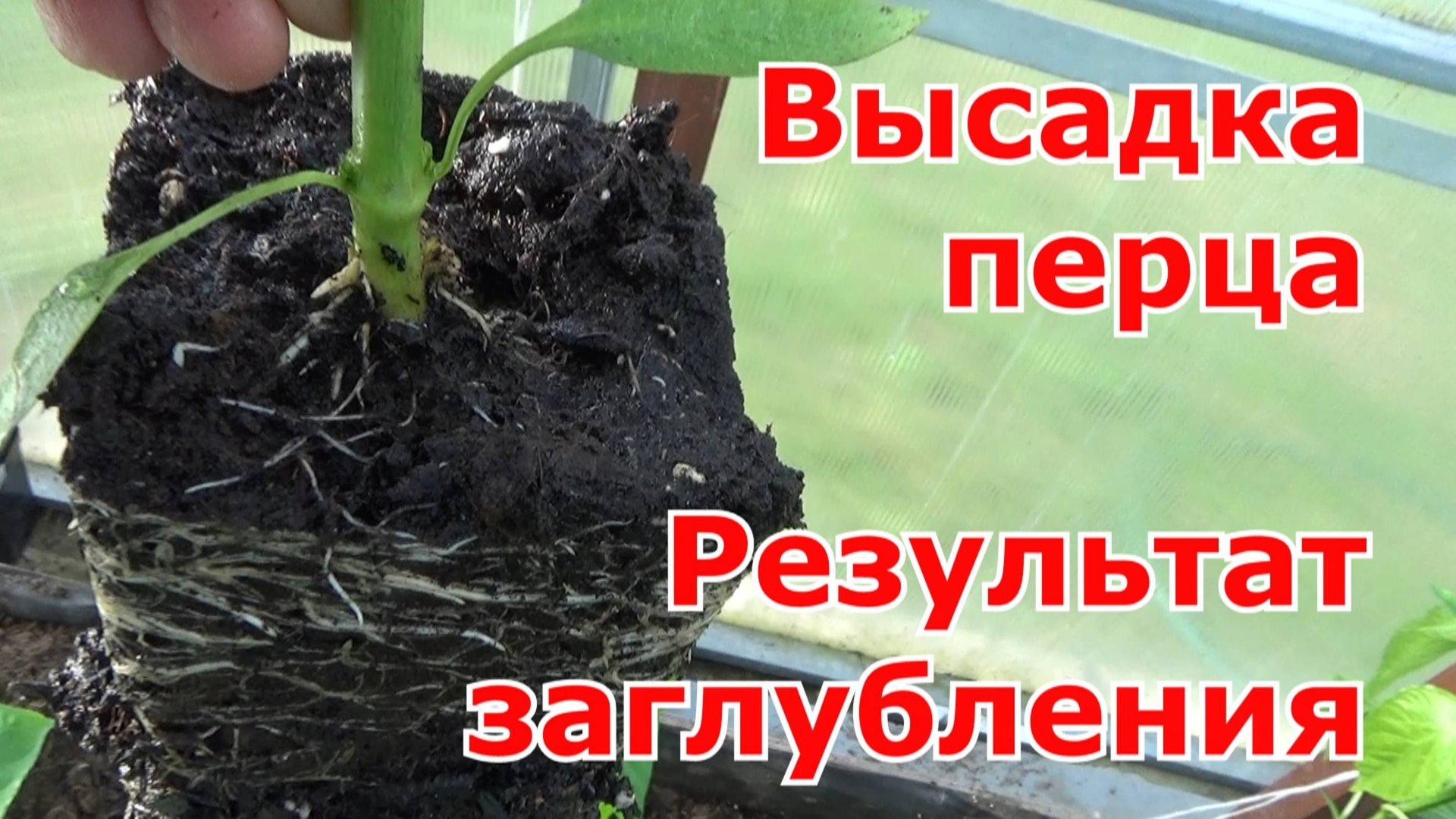 По два и по одному перцу в лунку. Высадка рассады перца в теплицу. Что положить в лунки к перцу.