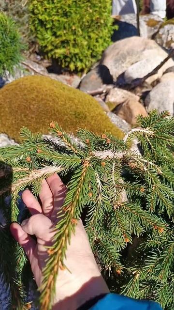 Ель обыкновенная Инверса ( Picea abies Inversa ).