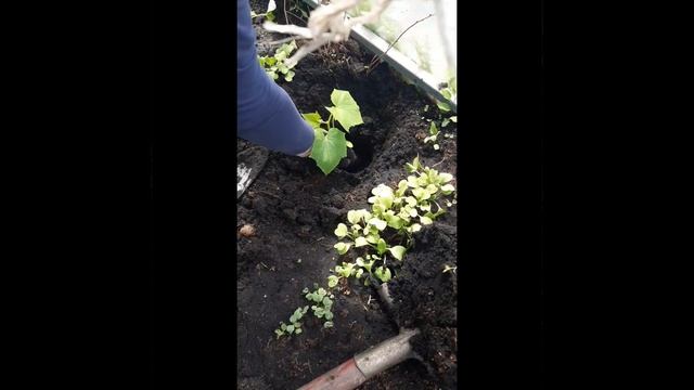 ОГУРЦЫ ВЫСАЖИВАЮ РАССАДУ В ТЕПЛИЦУ ЗО АПРЕЛЯ