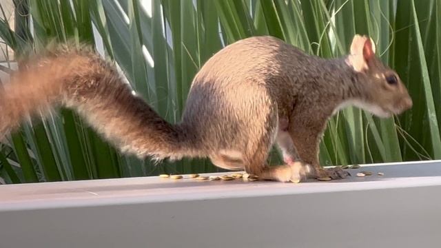 Белочка на балконе