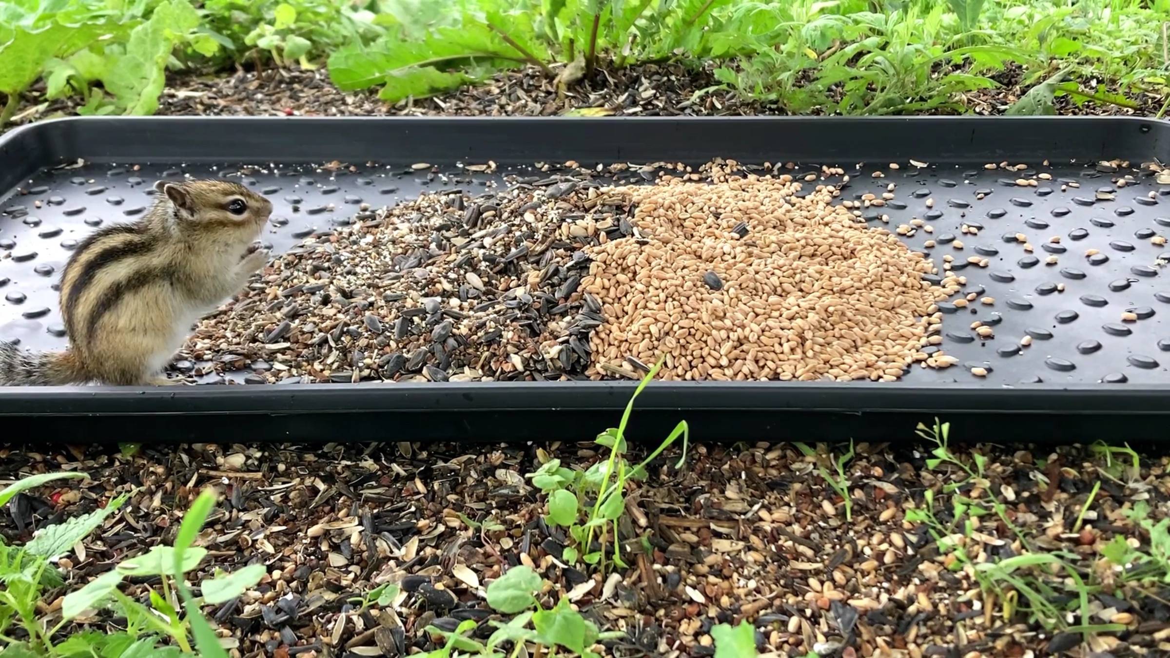 Бурундуки. Птицы Сойка, Зеленушка. Часть  55