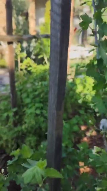 Люблю заниматься благоустройством на спорт - даче