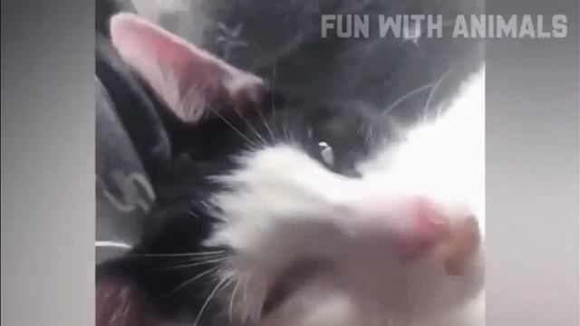 Самые смешные животные 😂 Приколы с котами и собаками 😹🐕🦺 Часть 6