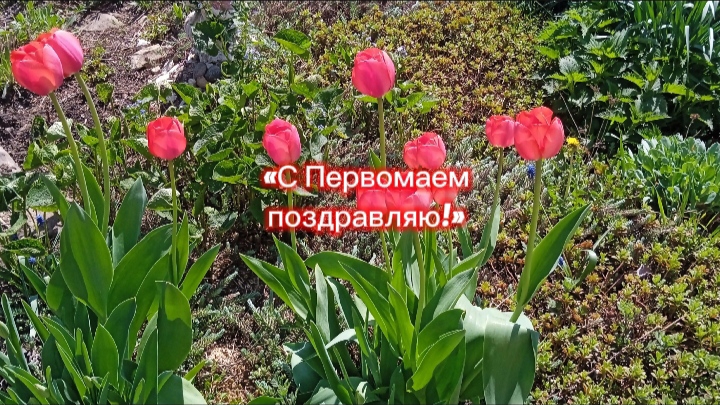 С Первомаем поздравляю! ©Виктория Полшкова #1мая #праздник #песня