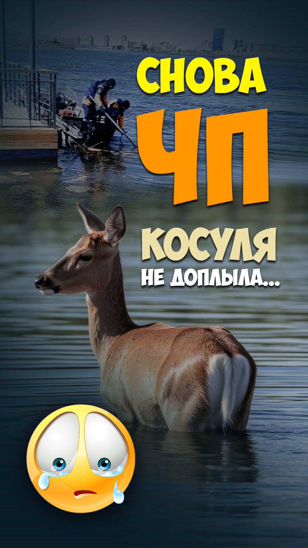 Снова ЧП... Косуля не доплыла...