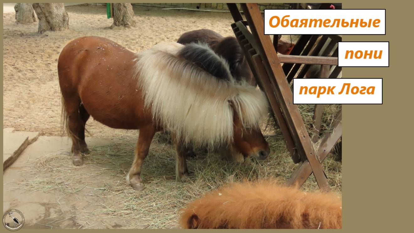 Обаятельные лошадки-пони в парке Логе. Самые маленькие в мире. Ростовская область, 24.04.25