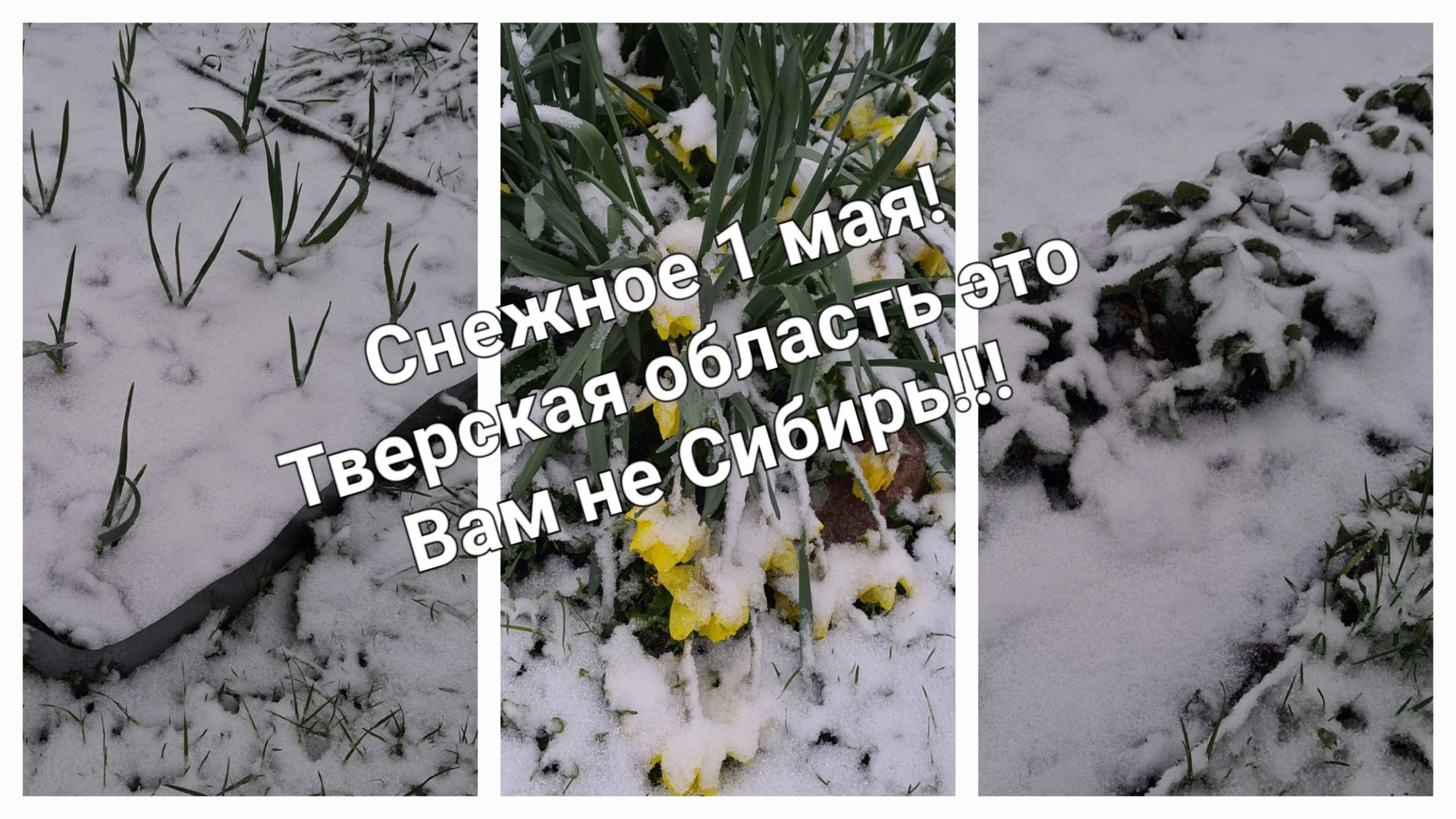 Майский снег в Тверской области 1 мая 2025 год! Что в теплице с рассадой и кустами на улице.