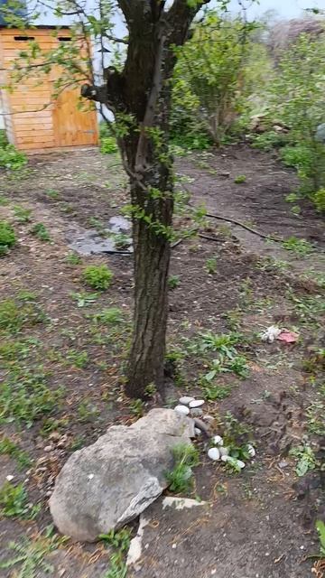 Палисадник после первой уборки в этом году .