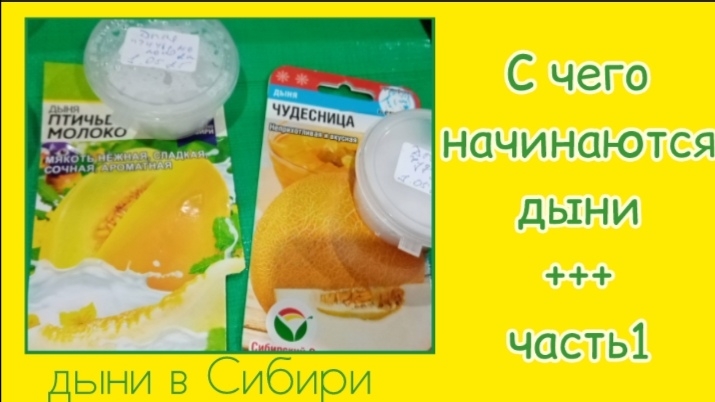 Вырастить дыни в Сибири. С чего начать и что важно учитывать?