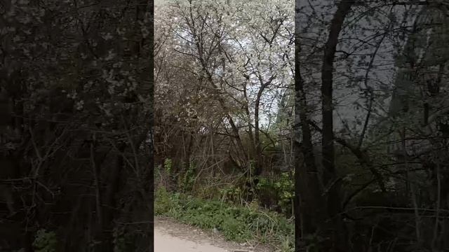 делал, делал, а вишням досталось