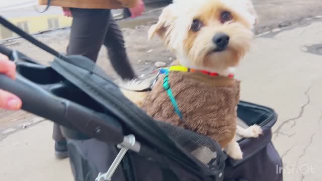 Съездили с Тобиасом из Москвы в Великий Новгород