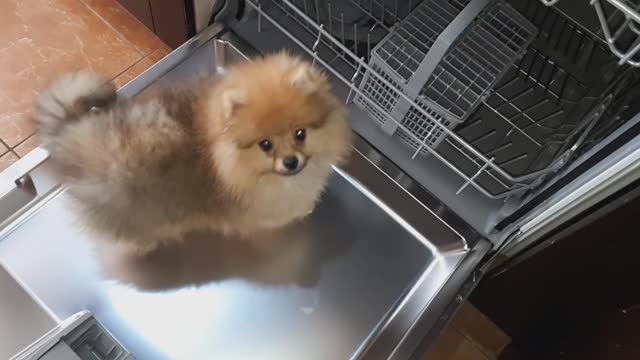 Шпиц в посудомоечной машине