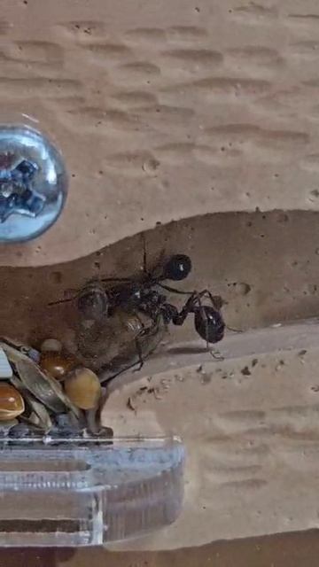 Муравьиная ферма