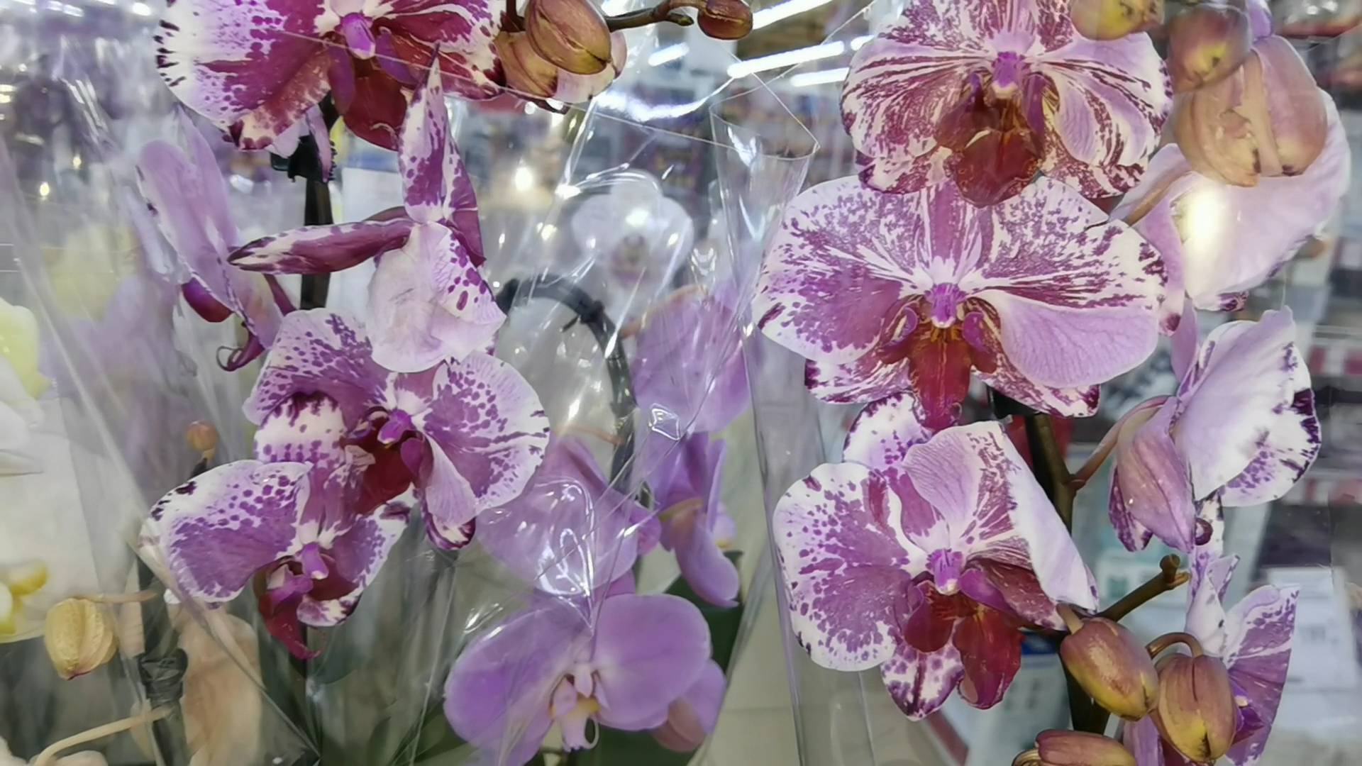 2 Обзор нового поступления орхидей в Гипер маркет.