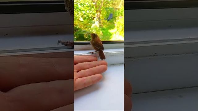 Пташка прилетела