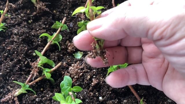 Как укоренить гортензию Френч Болеро деревянными черенками?