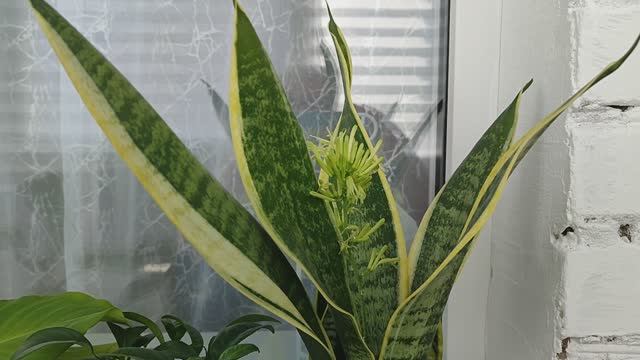 Можно ли держать в доме Щучий хвост?