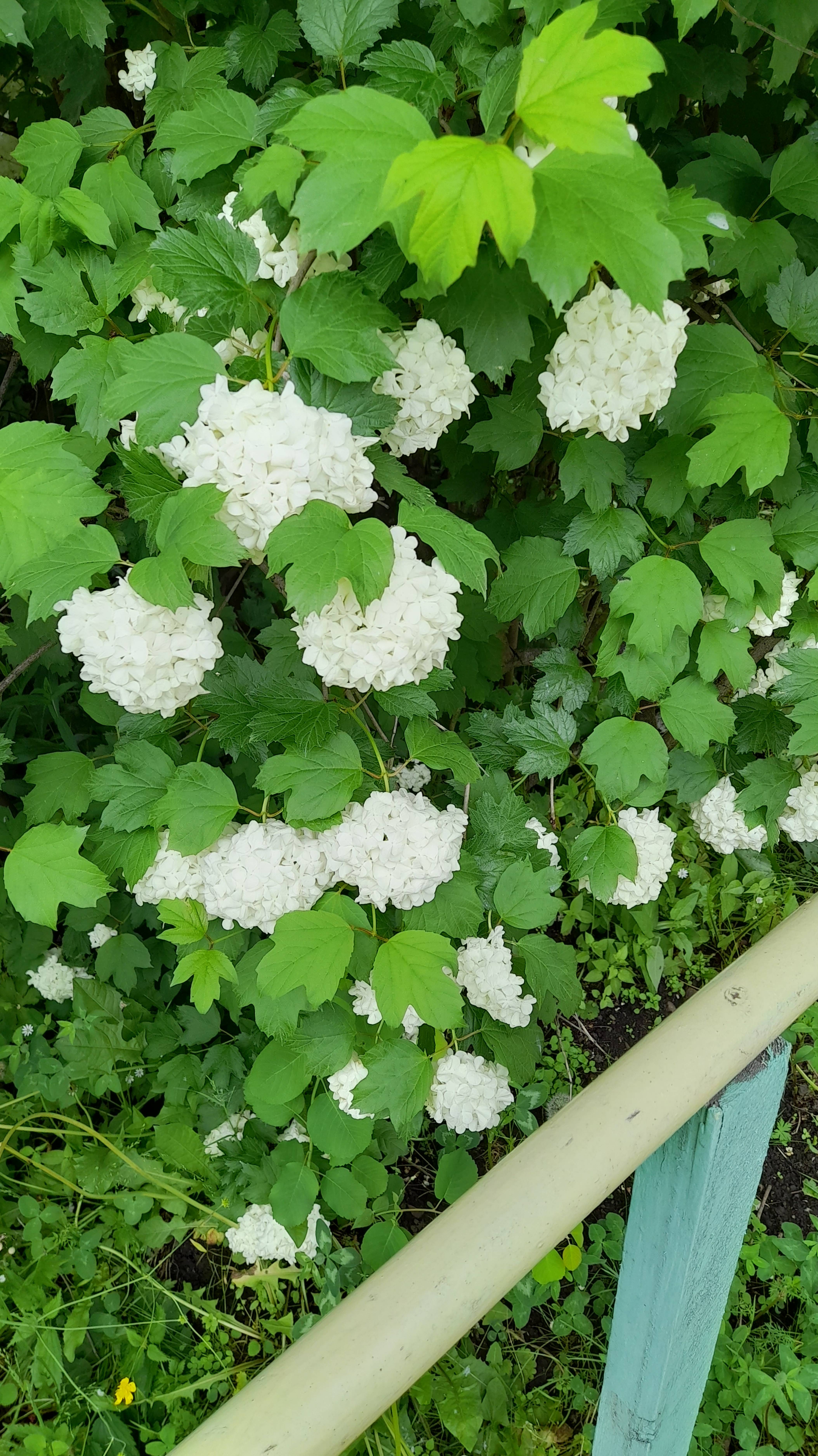 Пою в пути. Ой, цветёт калина. Красивый трамвай